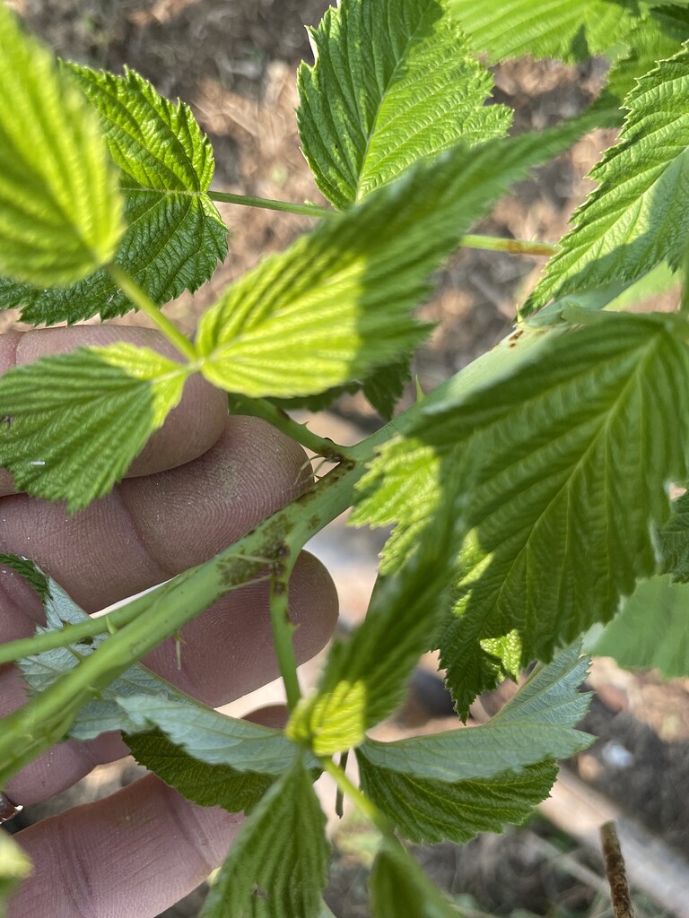 Spots on raspberry canes - General Fruit Growing - Growing Fruit
