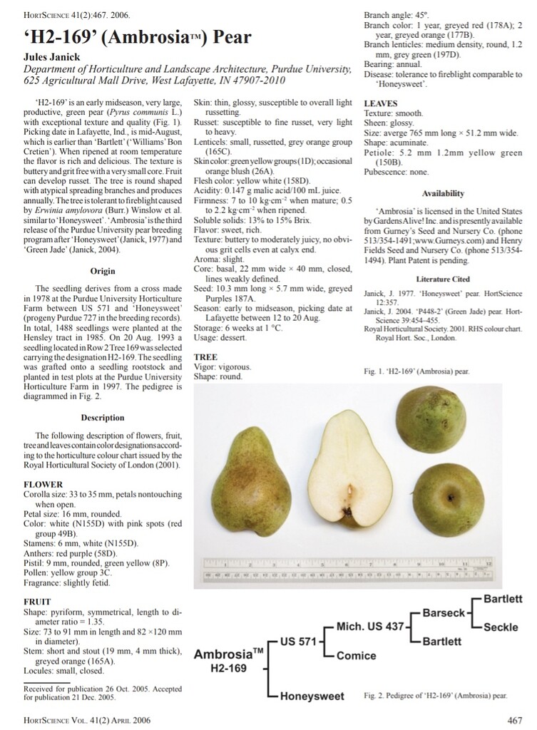 Ambrosia pear aka h2-169 - patent expired - General Fruit Growing ...