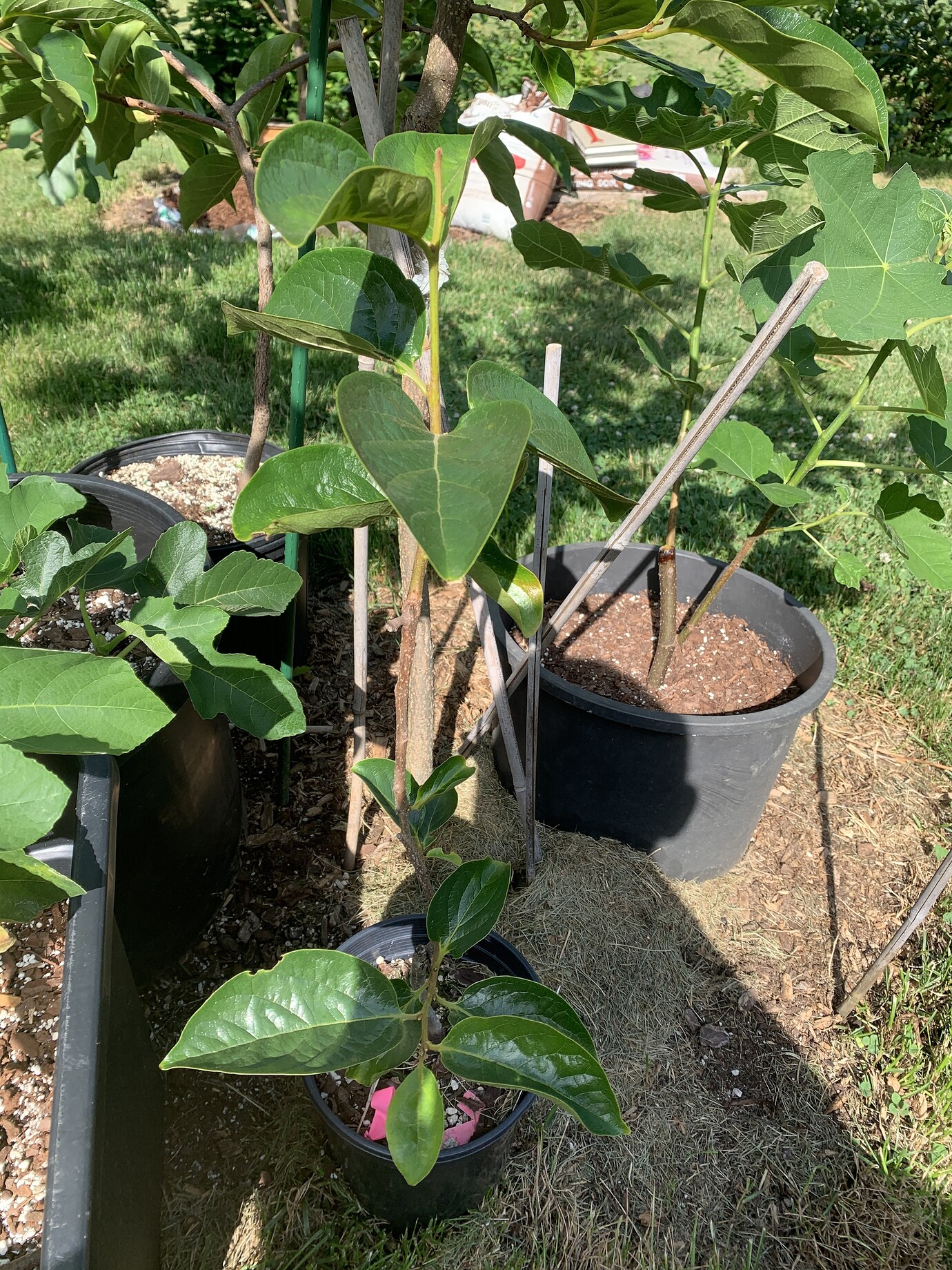 Cardinal(TM) non-astringent persimmon - General Fruit Growing - Growing ...