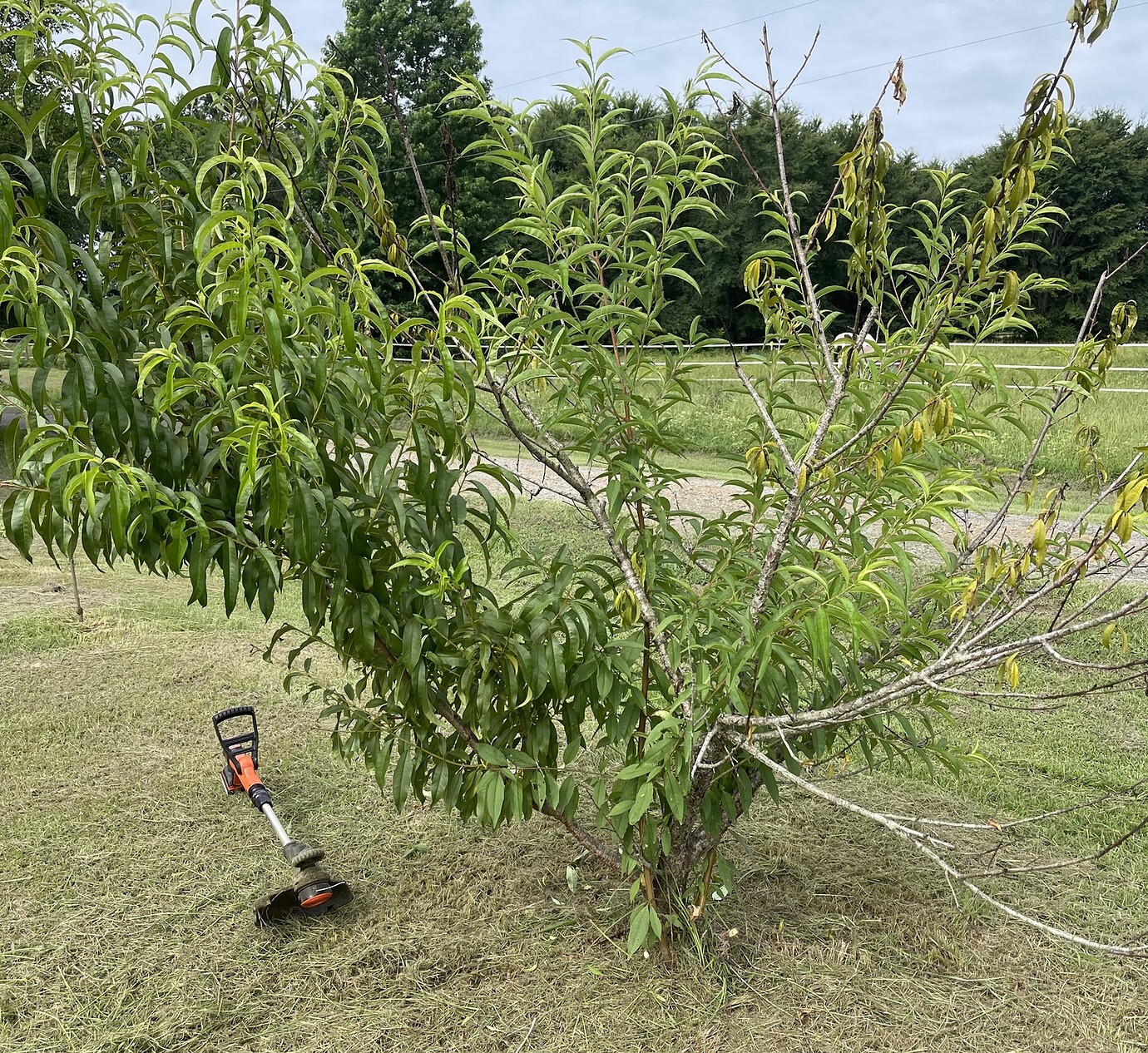 Peach Tree Help - Austin, TX Late Bloomers - General Fruit Growing ...