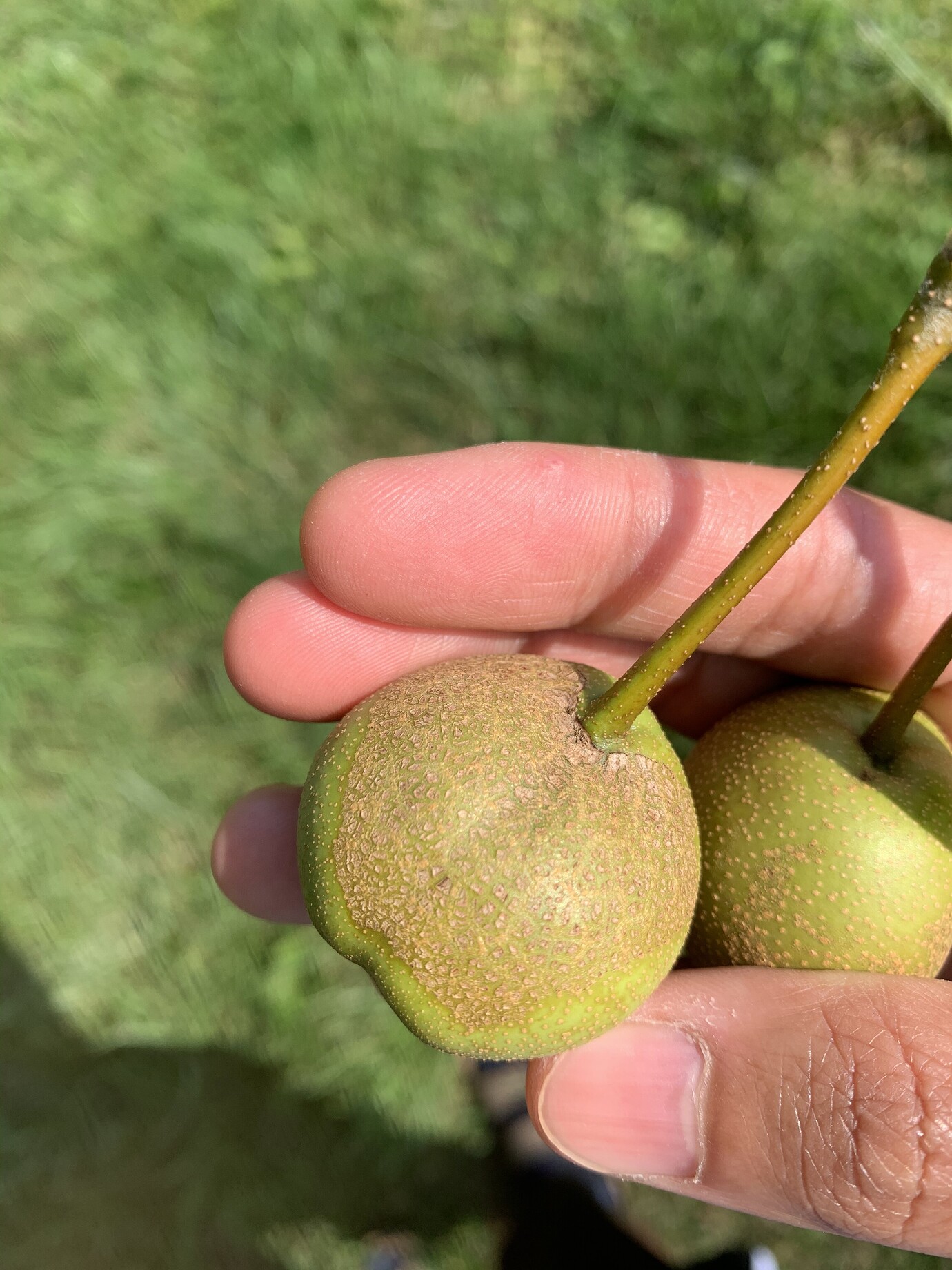 Deformed pears - General Fruit Growing - Growing Fruit