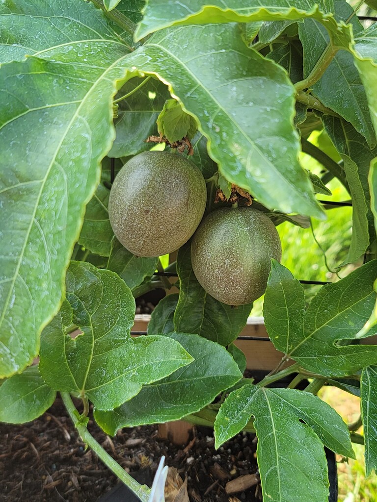 PassionFruit 2025 - General Fruit Growing - Growing Fruit