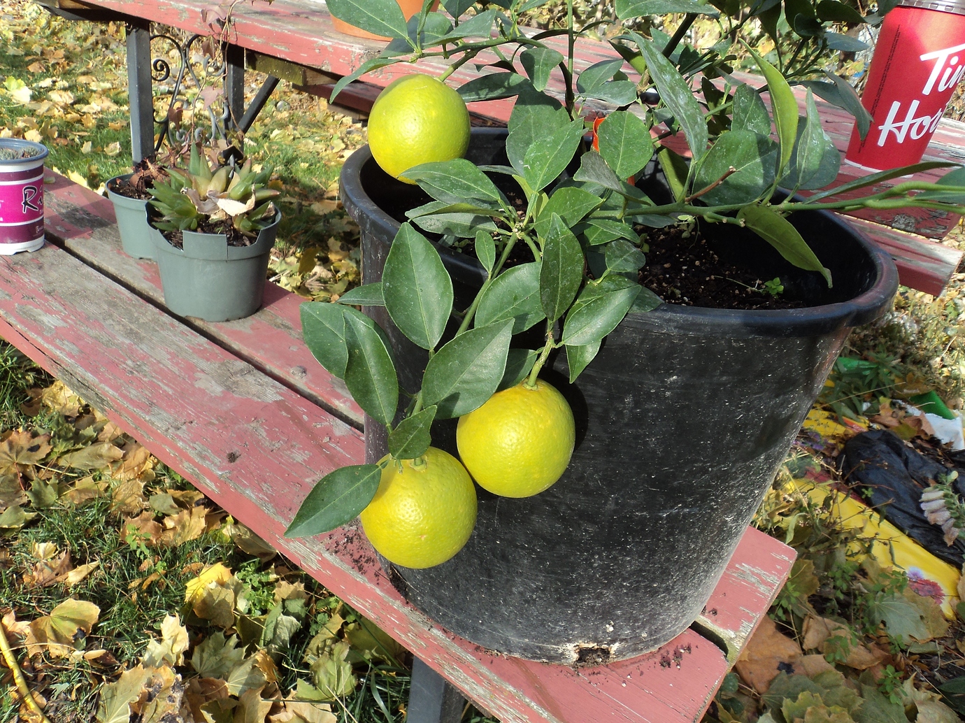 Hamlin Orange - Pictures! - Growing Fruit