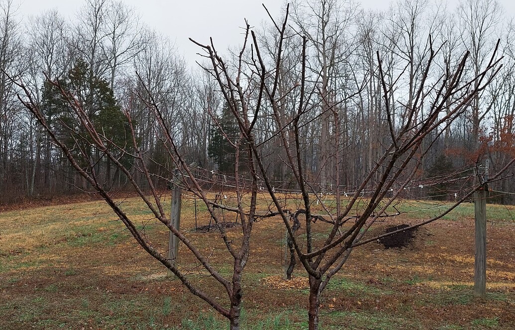 Modified central leader examples? - General Fruit Growing - Growing Fruit