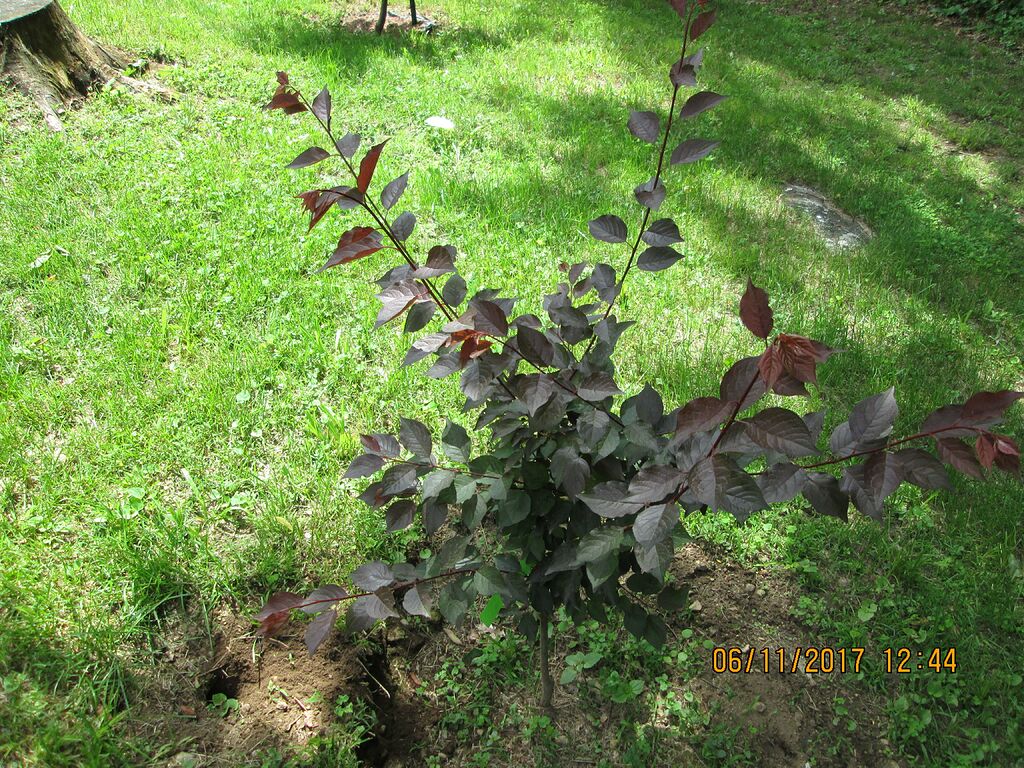 Spring Ruby Plumcot - General Fruit Growing - Growing Fruit