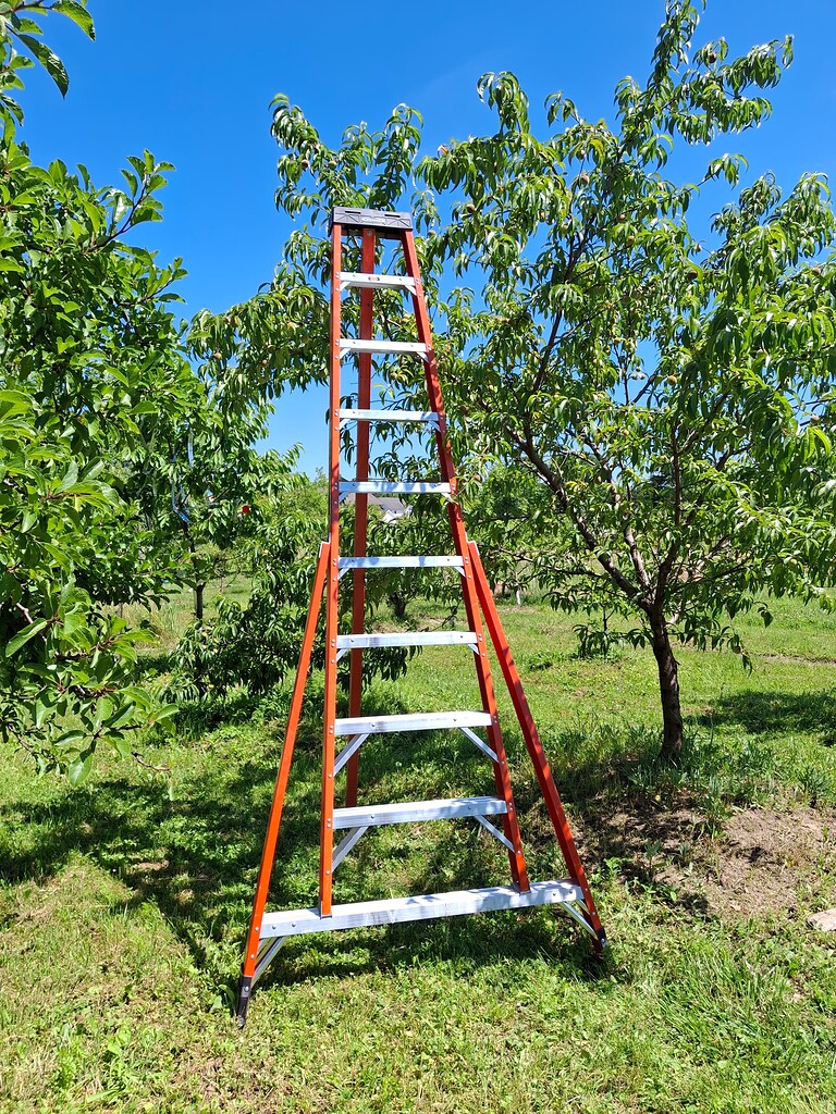 Orchard ladder - General Fruit Growing - Growing Fruit