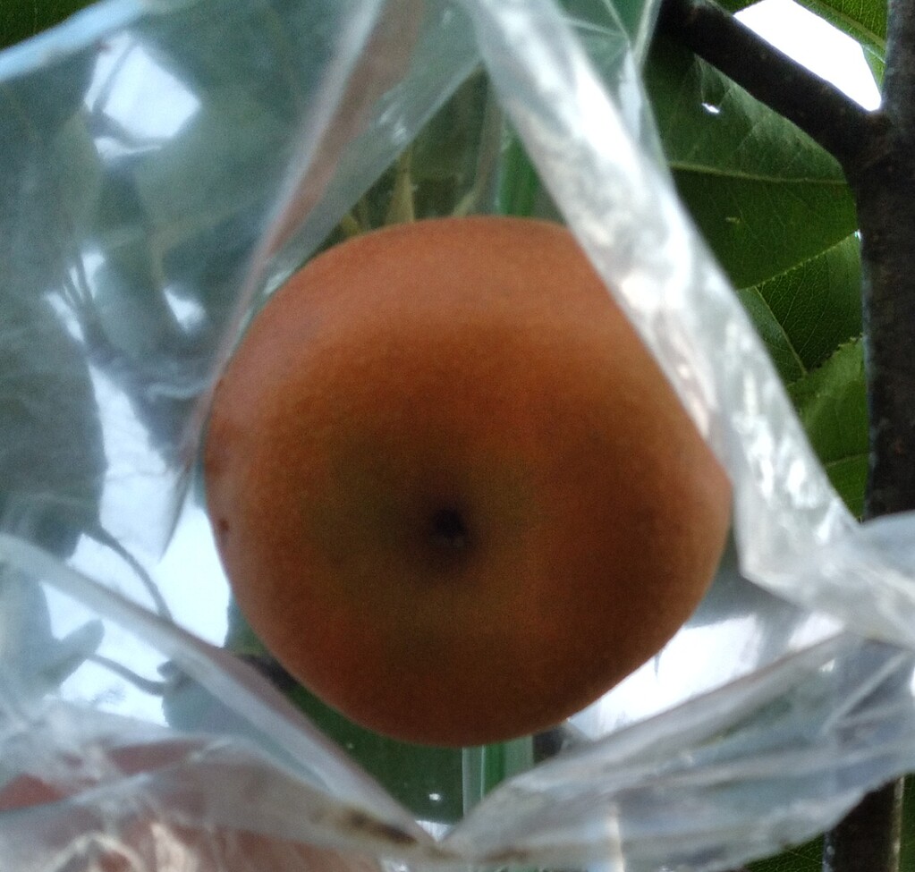 Red Rebel and Korean Giant - Pictures! - Growing Fruit