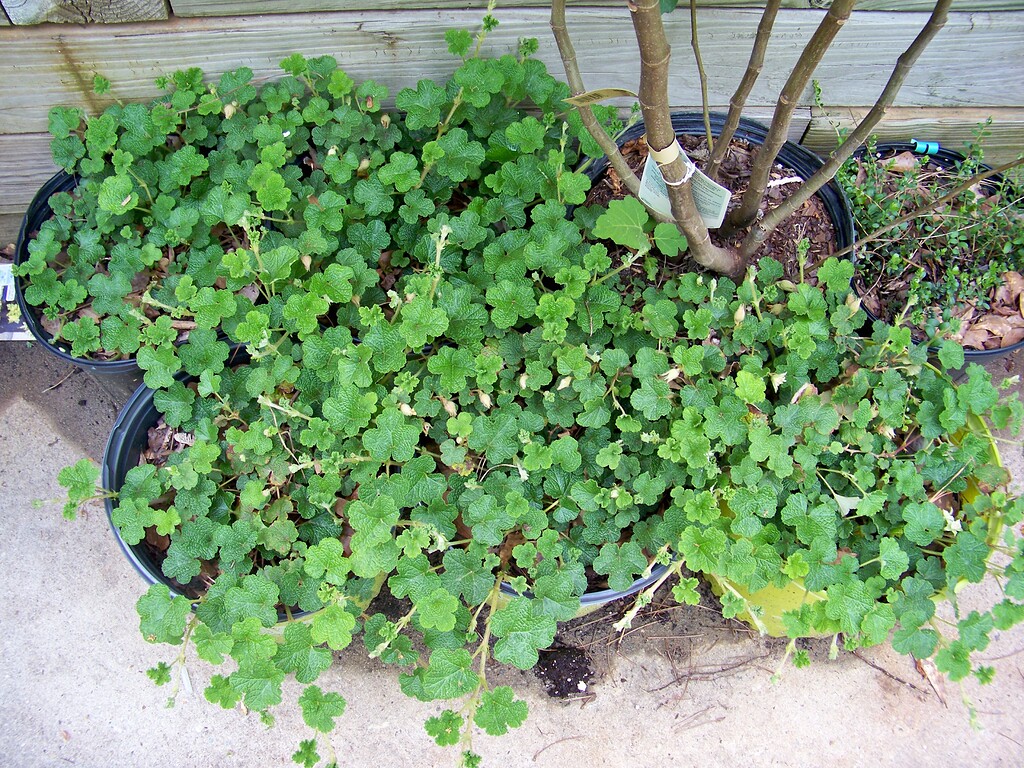 Emerald Carpet Raspberry - General Fruit Growing - Growing Fruit