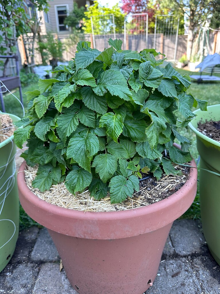 Should I thin this shortcake container raspberry - General Fruit ...