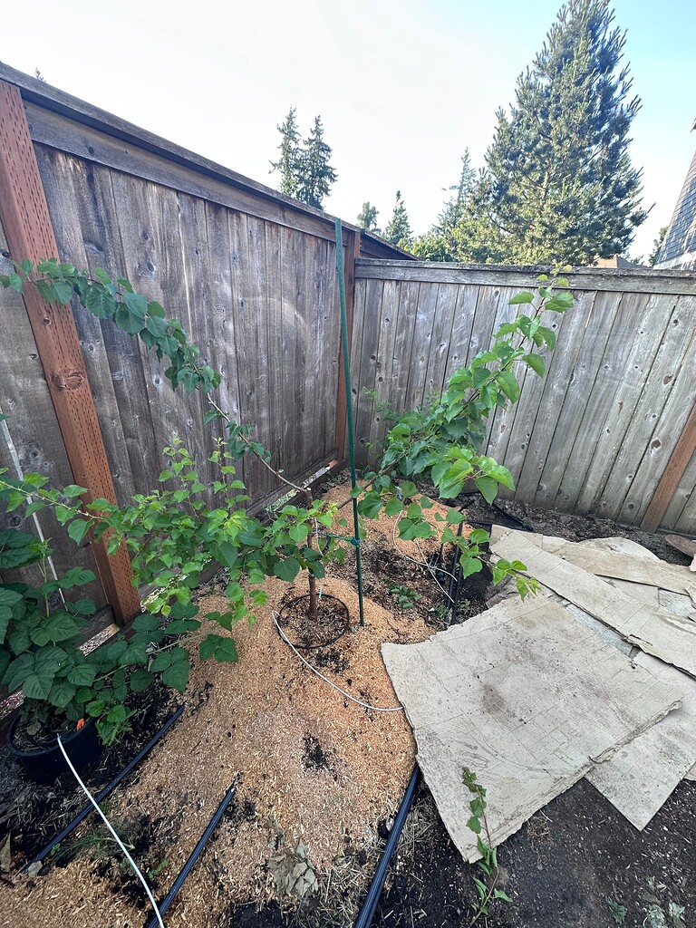 Is this Summer Delight Aprium growing okay. How to summer prune ...