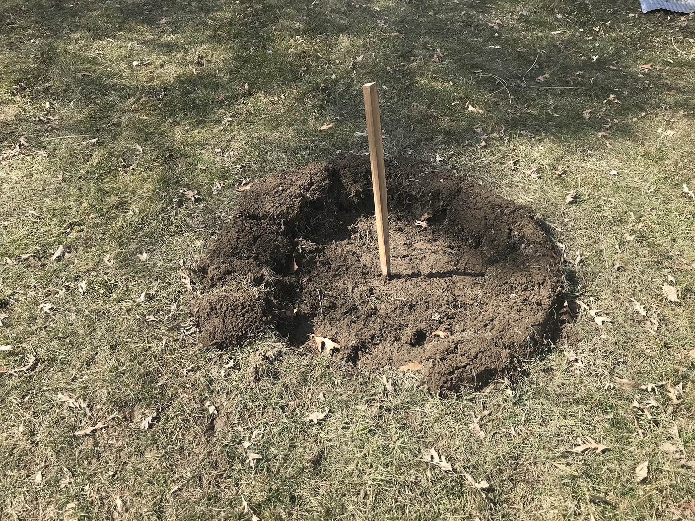 Tree mounds-how tall? - General Fruit Growing - Growing Fruit