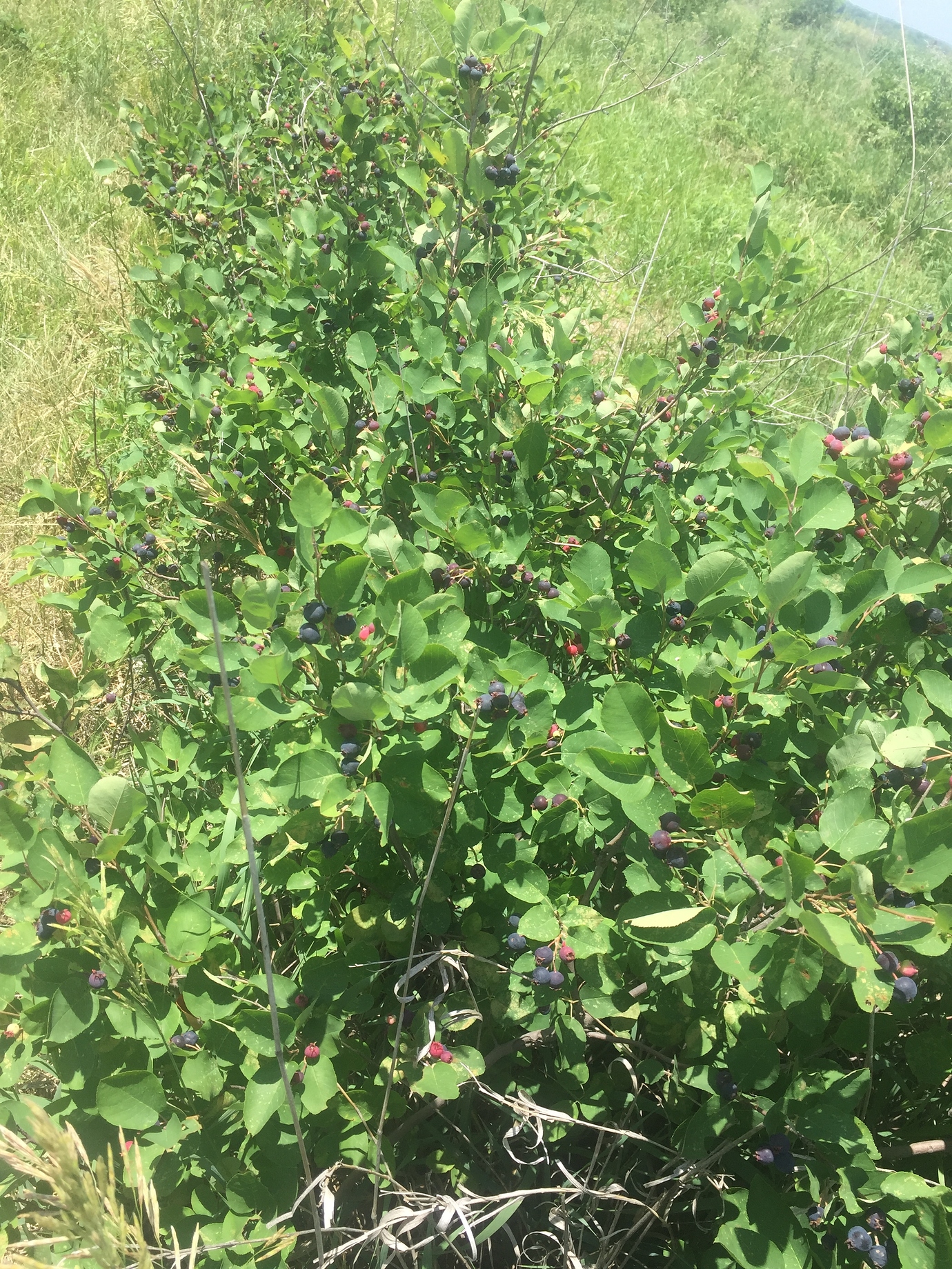 Juneberries! - General Fruit Growing - Growing Fruit