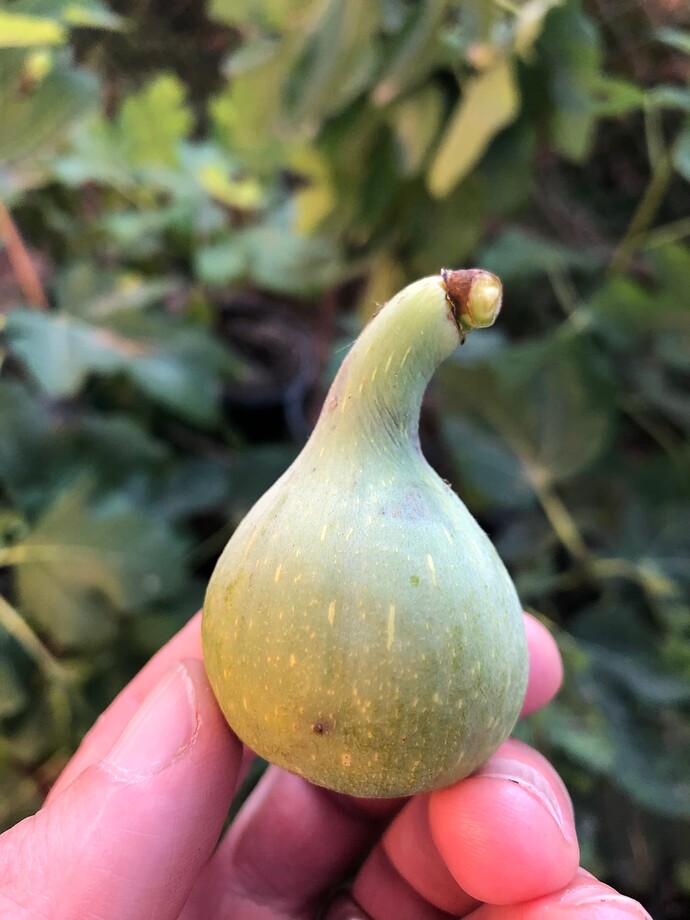 Best fig varieties? - Page 3 - General Fruit Growing - Growing Fruit