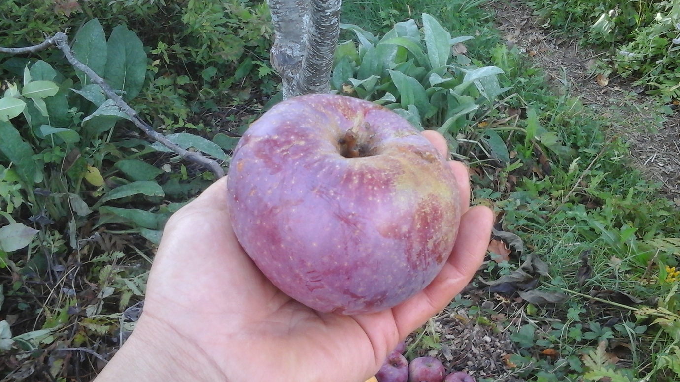 Blue Pearmain apple - Page 2 - General Fruit Growing - Growing Fruit