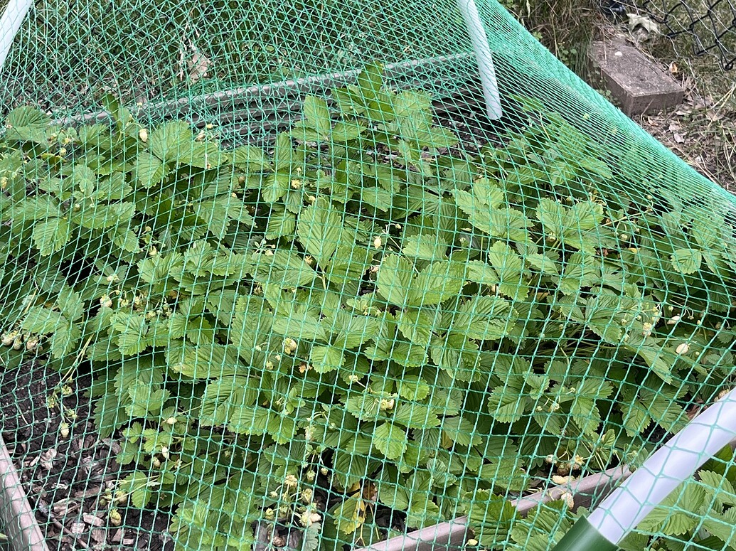 You should grow alpine strawberries - General Fruit Growing - Growing Fruit