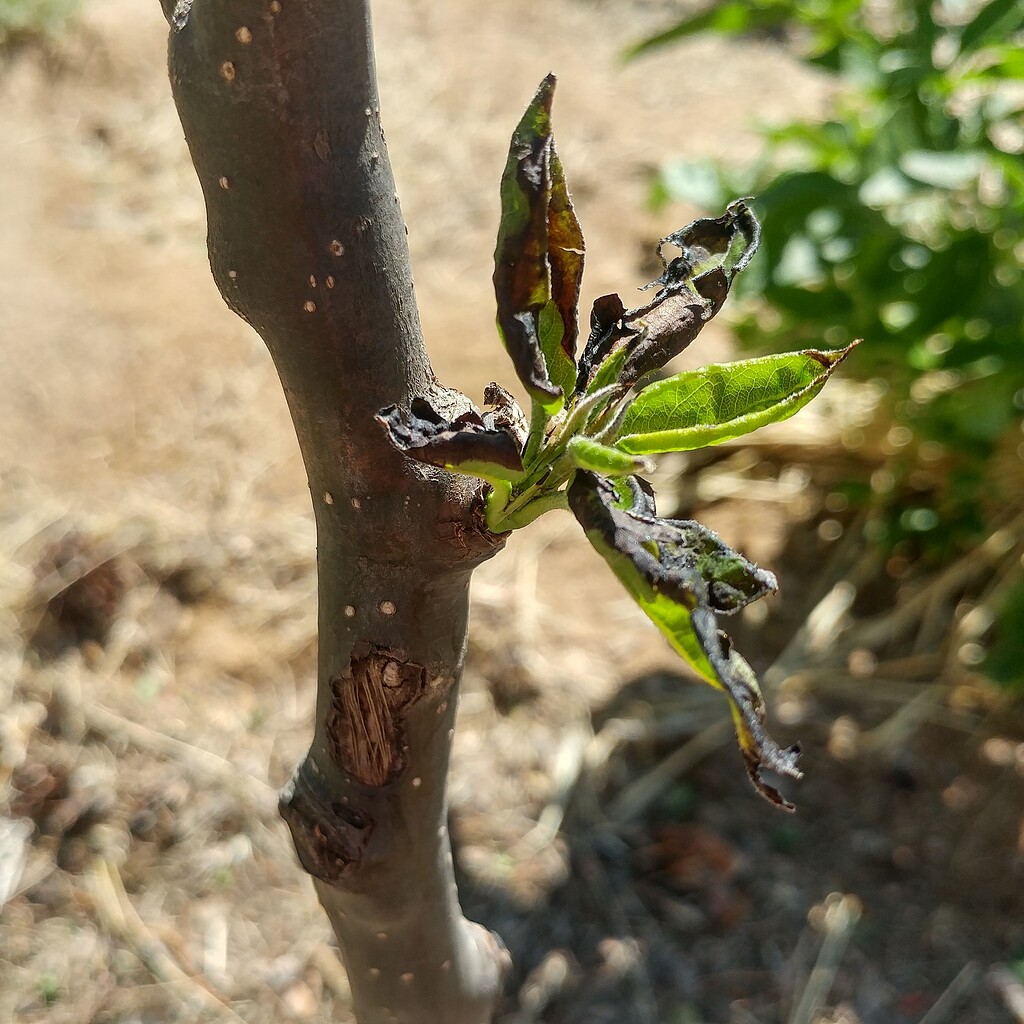 Pear fire blight? - General Fruit Growing - Growing Fruit