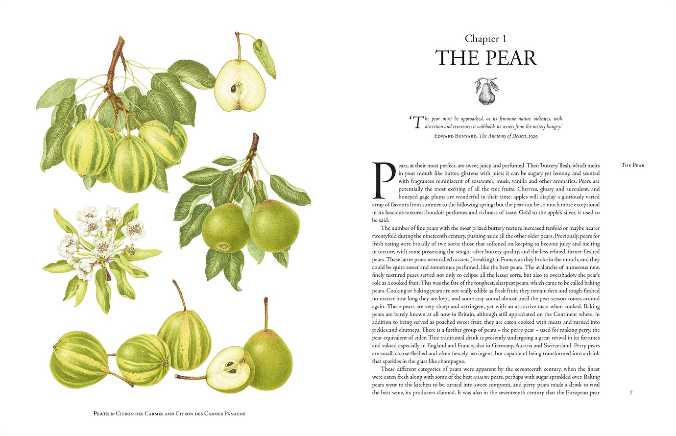 Citron de carmes panache pear - General Fruit Growing - Growing Fruit