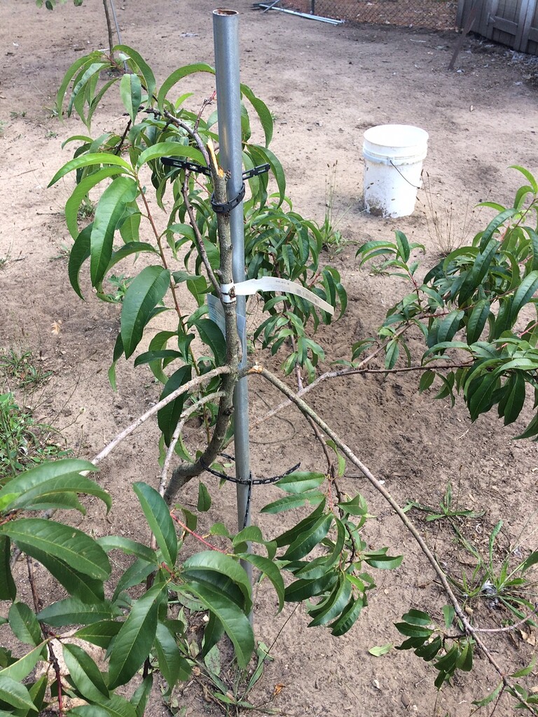 Remaking a young peach tree - General Fruit Growing - Growing Fruit