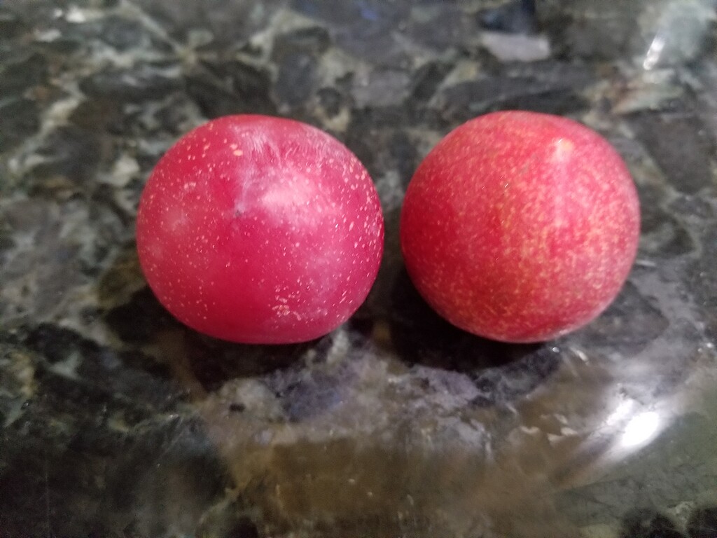 Pluerry Vs Very Cheery Plum at the market - General Fruit Growing ...