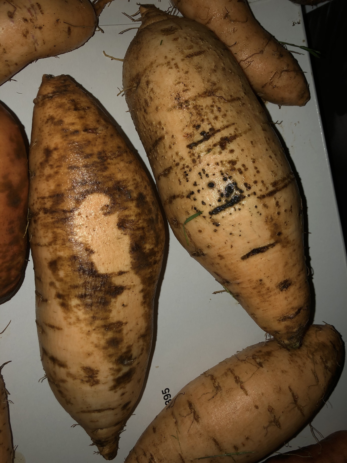 Sweet potato scurf - General Gardening - Growing Fruit