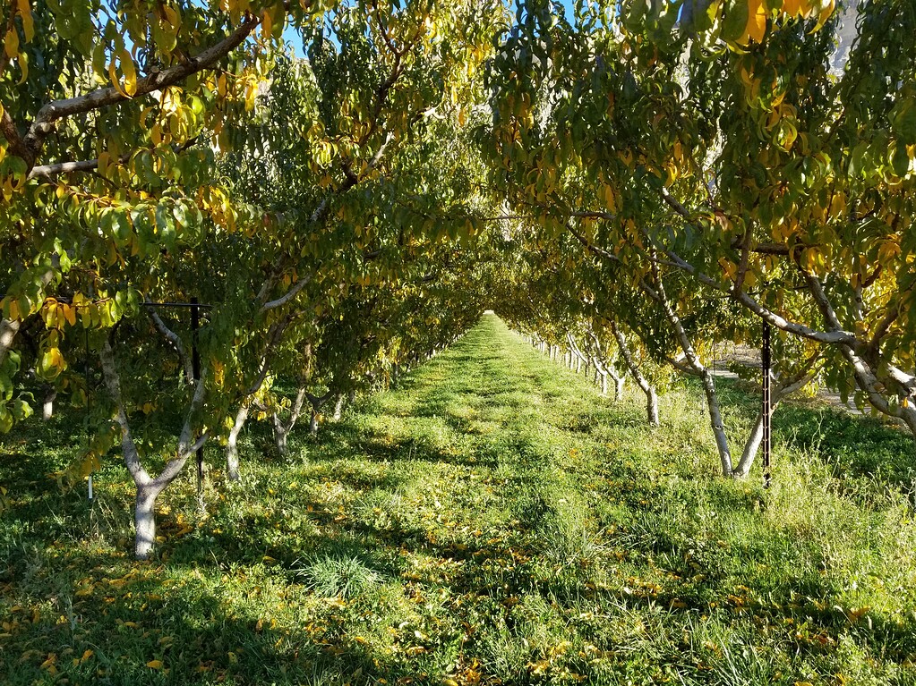 Perpendicular V peach tree pruning - Pictures! - Growing Fruit