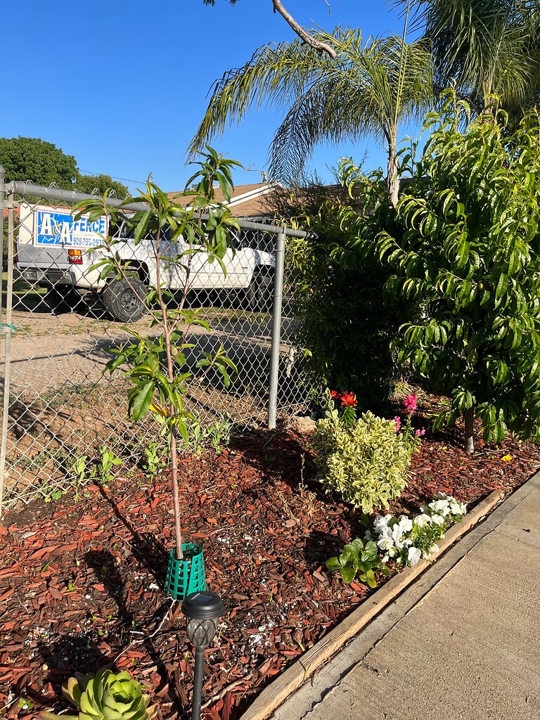 Indian free peach/ Southern California - General Fruit Growing ...