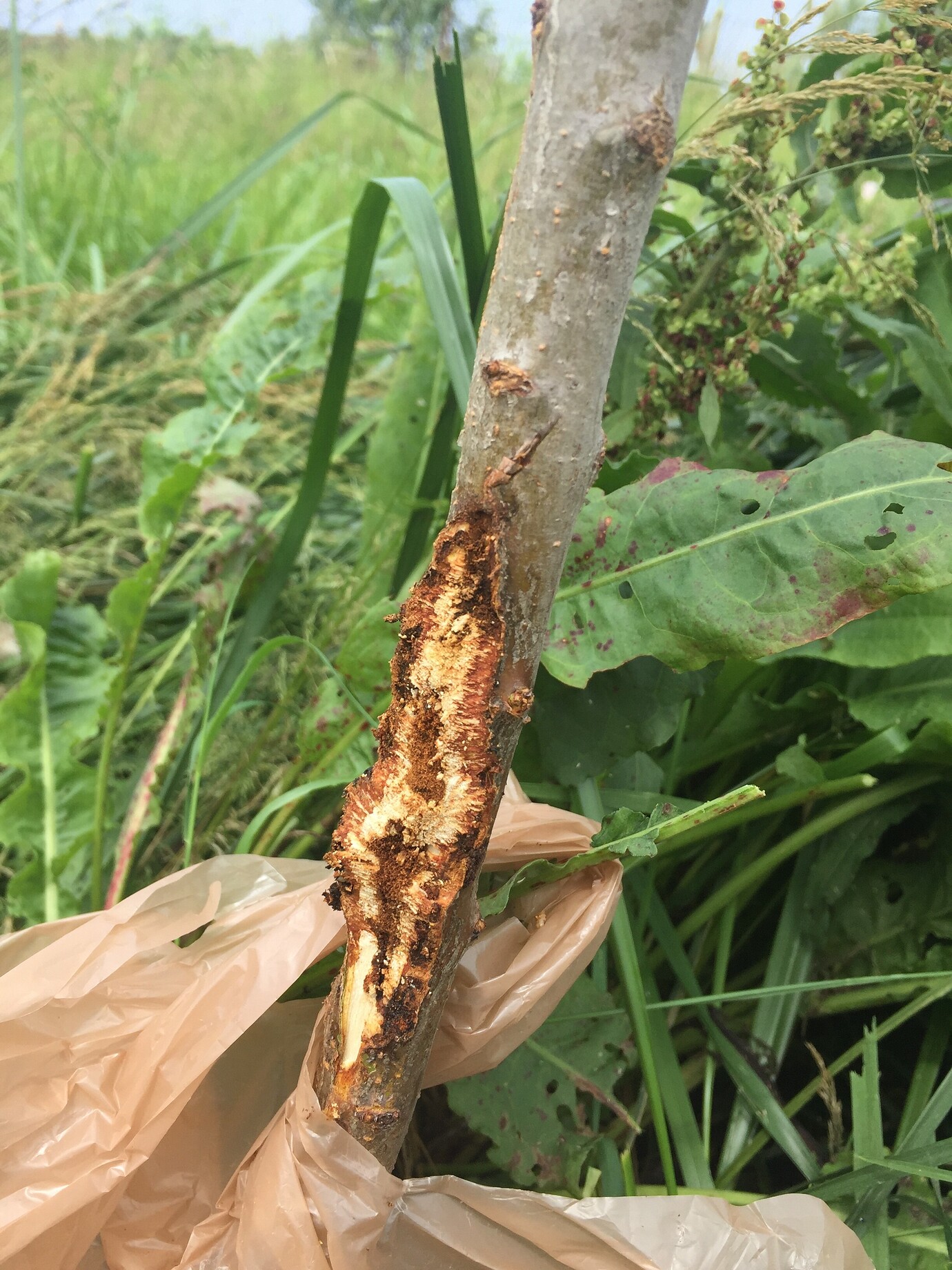 Peach-tree Borers! - General Fruit Growing - Growing Fruit