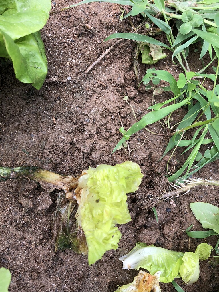 Lettuce rotting - General Gardening - Growing Fruit
