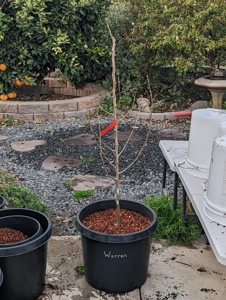 Warren Pear in Vista CA - General Fruit Growing - Growing Fruit