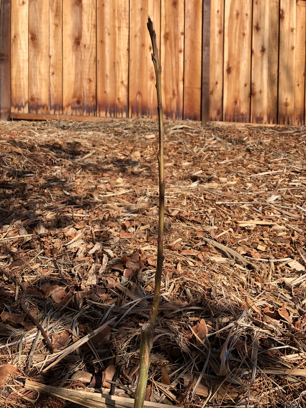 Identifying Mazzard and Mahaleb rootstocks - General Fruit Growing ...