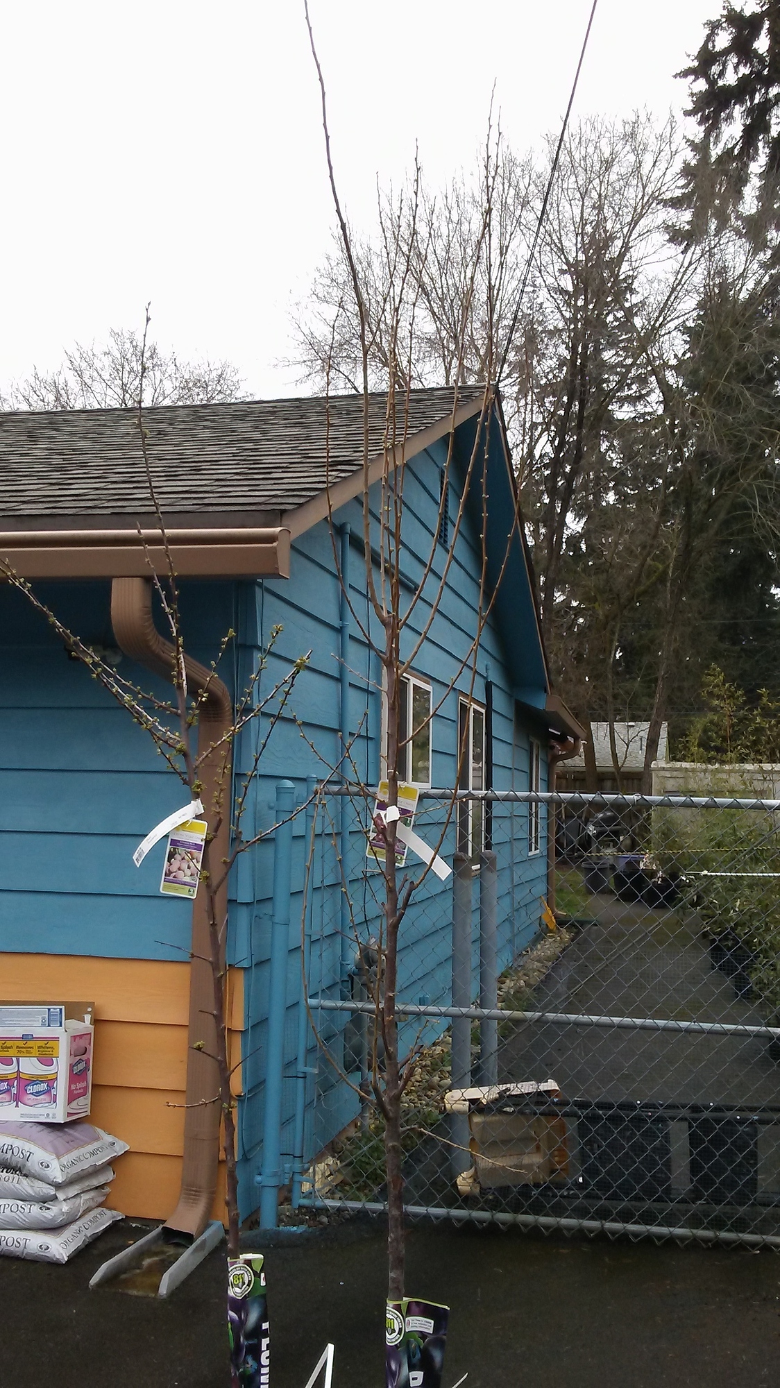 Toka-bubblegum plum - General Fruit Growing - Growing Fruit