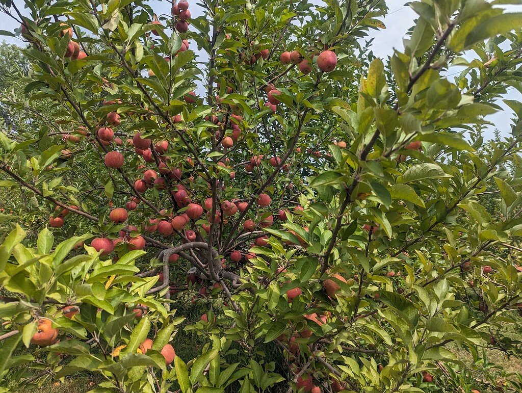 Caramel apples time - General Fruit Growing - Growing Fruit