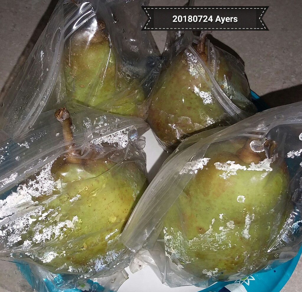 Finished picking my Ayers pears today - Pictures! - Growing Fruit