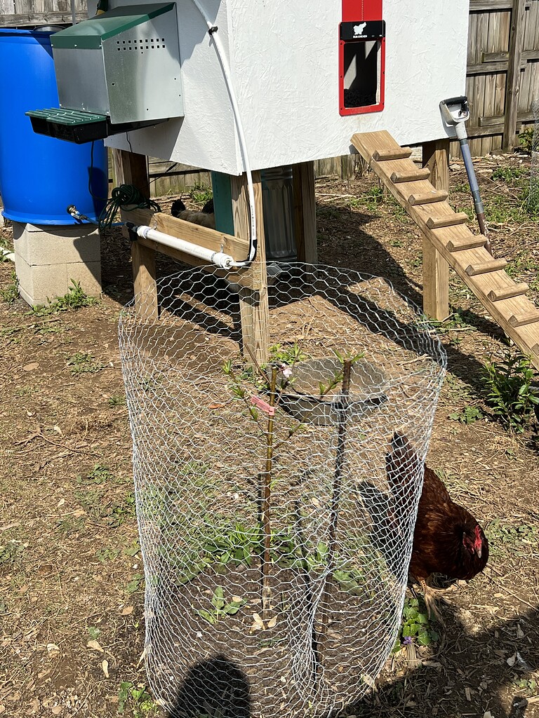 CHICKEN PLANTS - What y’all planting in and around your coops ...