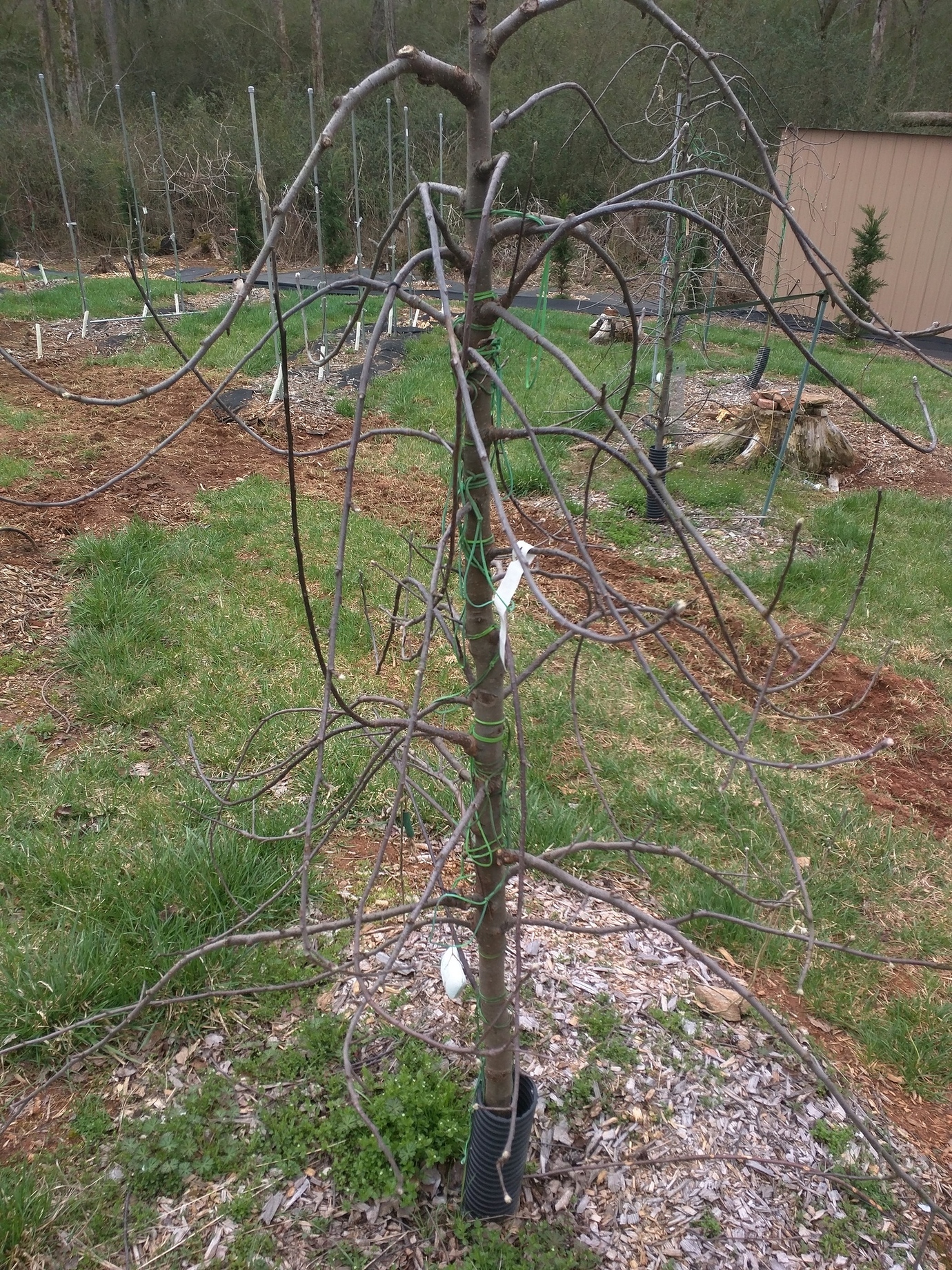 Bending branches down promotes fruiting, but why? - General Fruit ...
