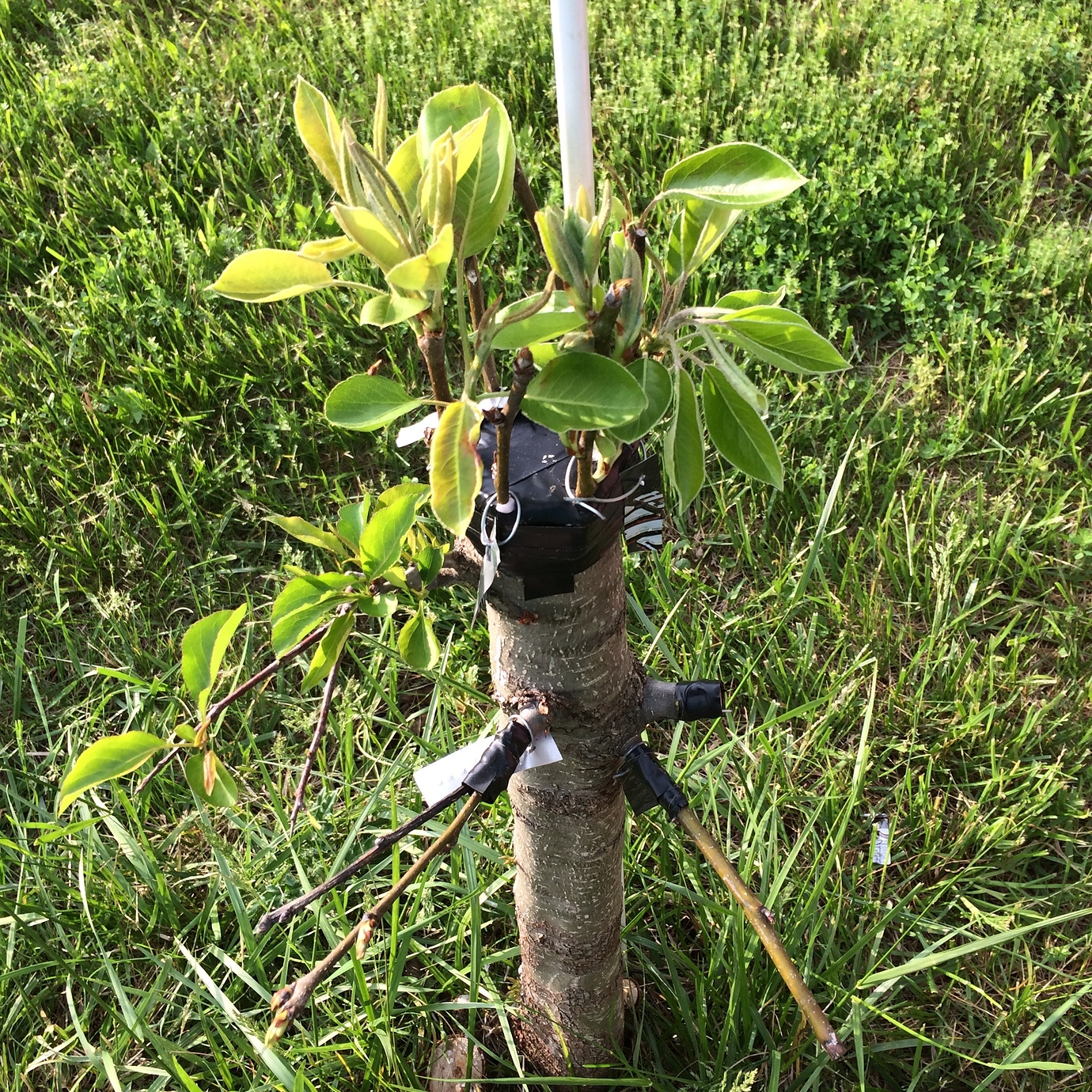 Wild callery pear rootstocks - General Fruit Growing - Growing Fruit