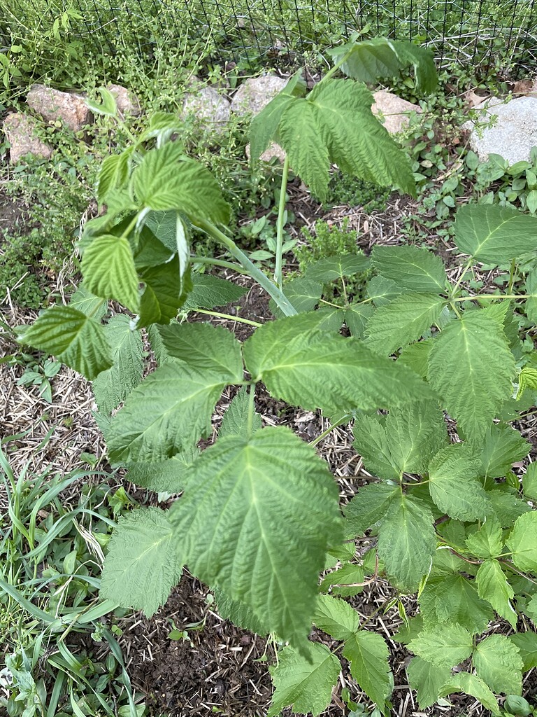 Primocane wilts during day - General Fruit Growing - Growing Fruit