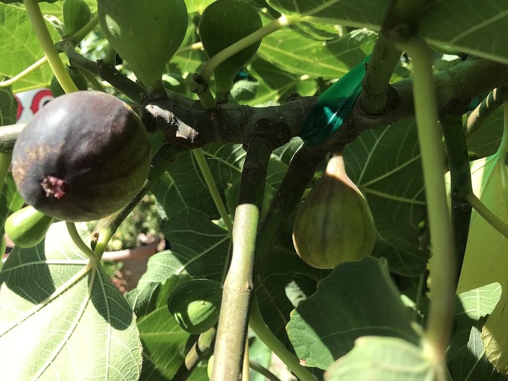 Small figs and big figs starting! - General Fruit Growing - Growing Fruit