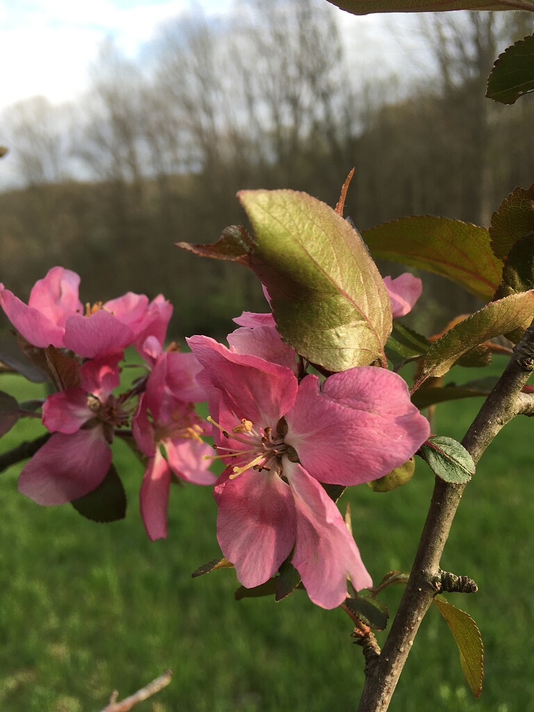 Red fleshed apple varieties from Estonia and The UK growing at Hocking ...