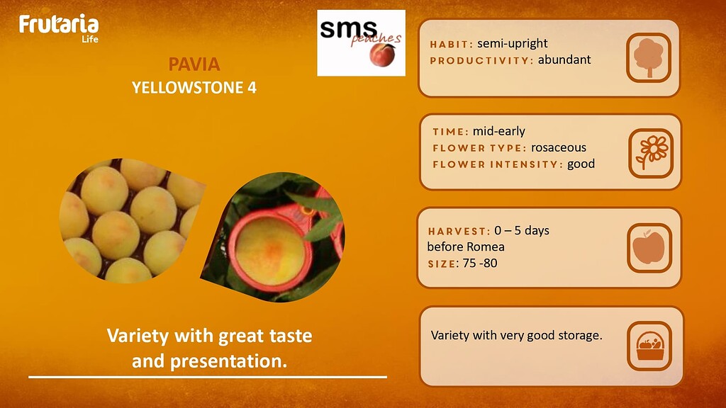 SMS Unlimited Yellowstone-4 canning peach type - General Fruit Growing ...
