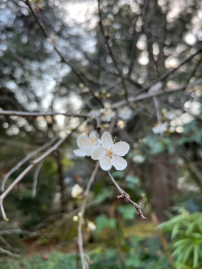 Plum rootstock Stone Fruit compatibility - General Fruit Growing ...