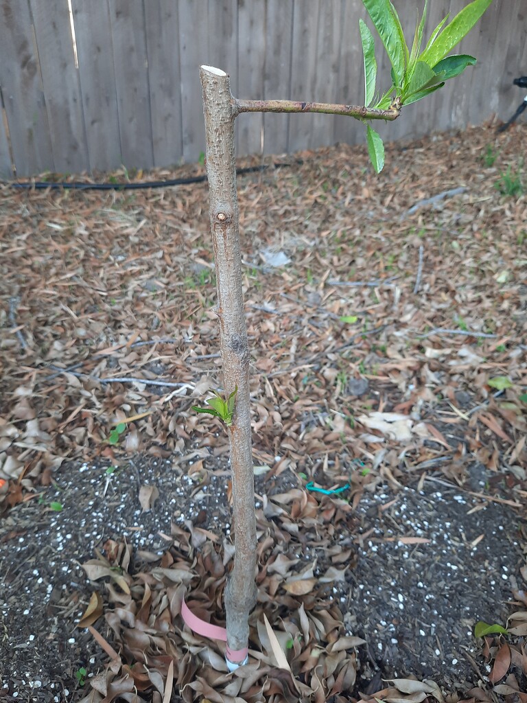 Peach bud break..one spot? Photos! - General Fruit Growing - Growing Fruit