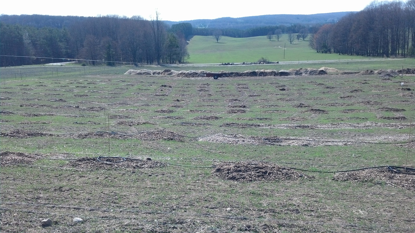 Mulching very large areas - General Gardening - Growing Fruit