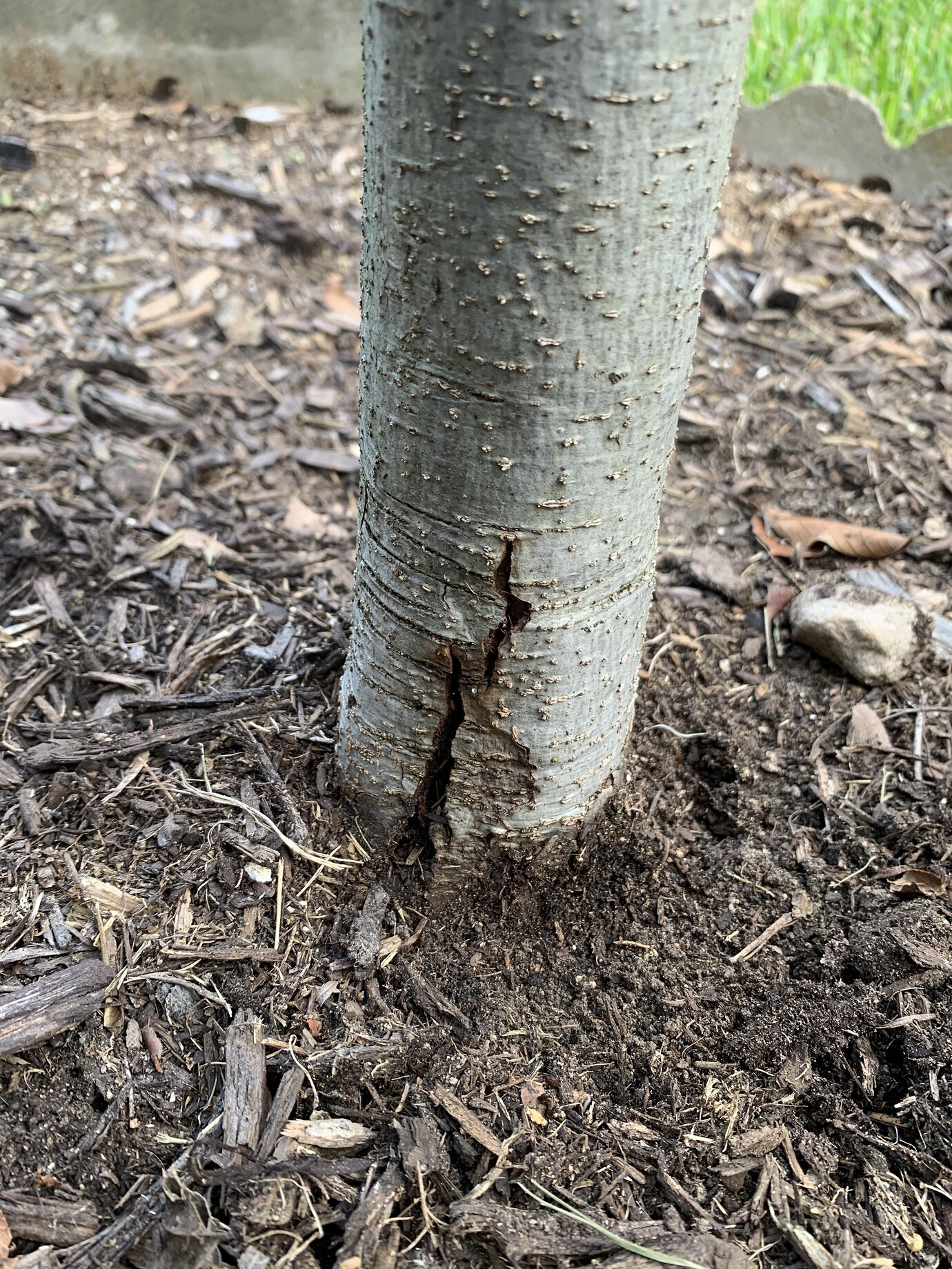 Crack at base of oak tree - General Gardening - Growing Fruit