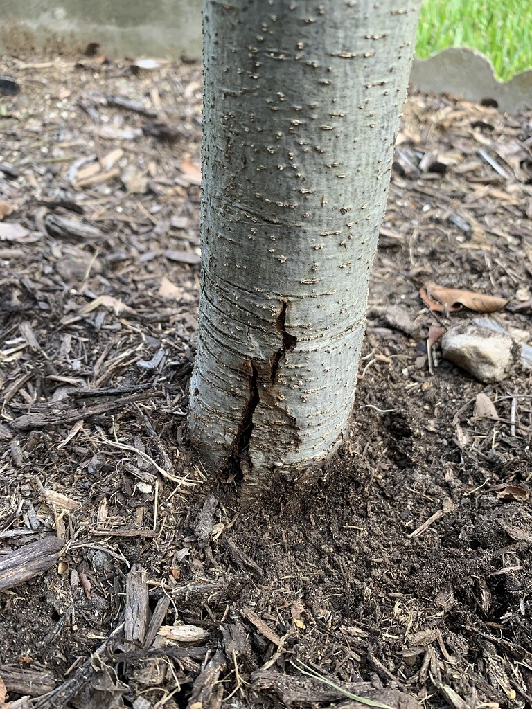 Crack at base of oak tree - General Gardening - Growing Fruit