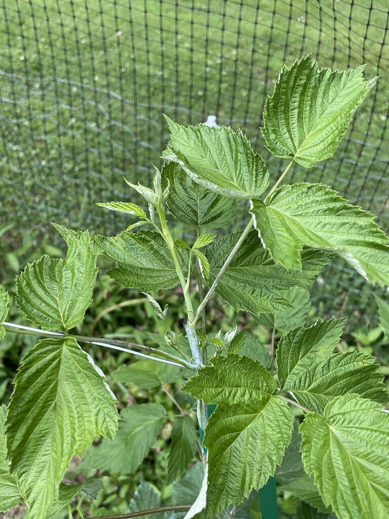Black raspberry pruning (cicada) - General Fruit Growing - Growing Fruit
