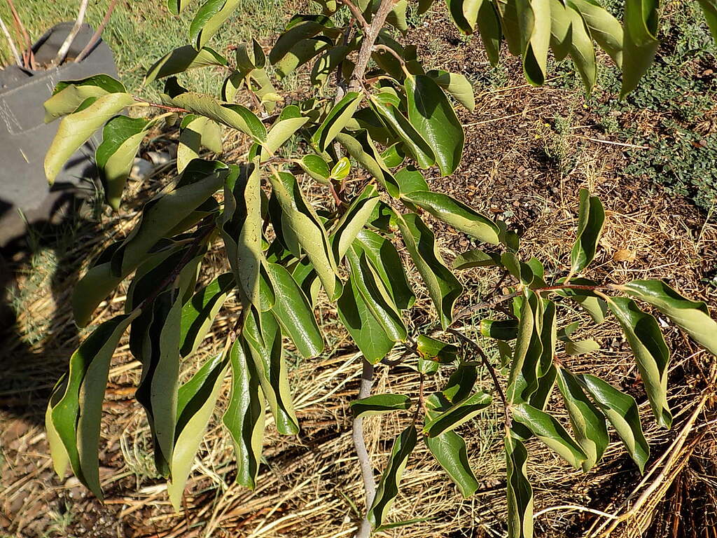 Heat/drought induced leaf curling on various fruit trees - General ...
