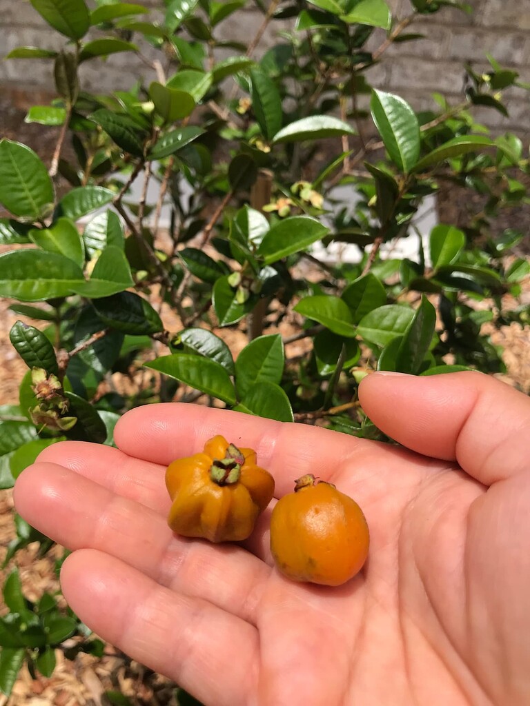 Pitangatuba - General Fruit Growing - Growing Fruit