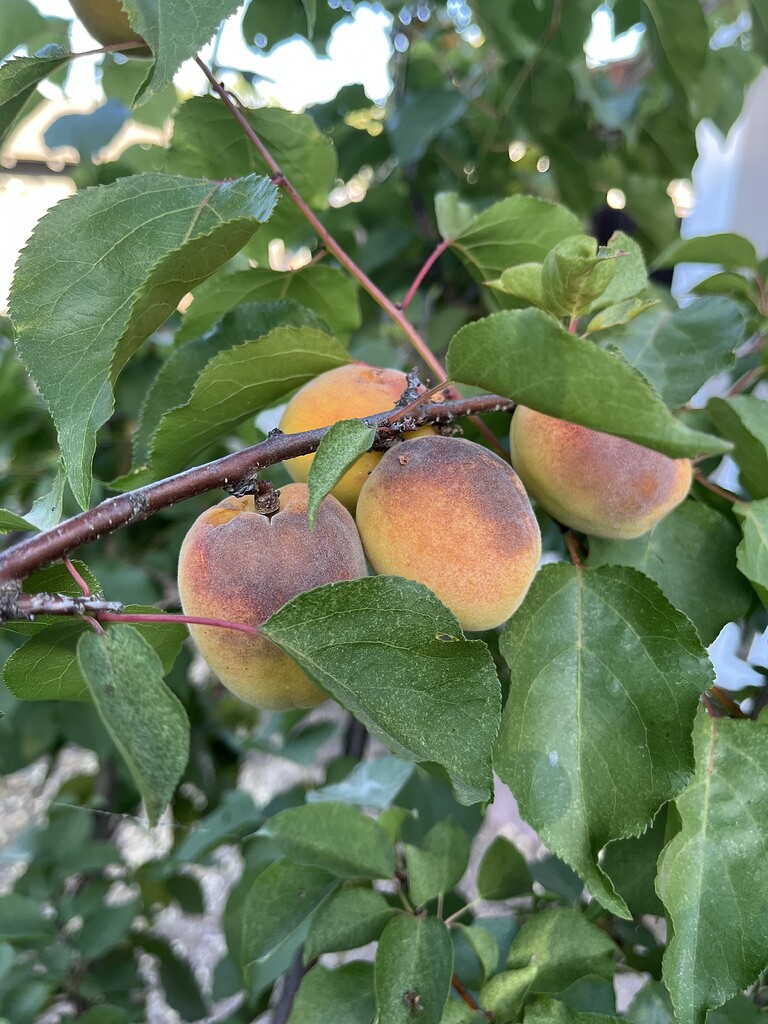 Apricot Rot? - General Fruit Growing - Growing Fruit