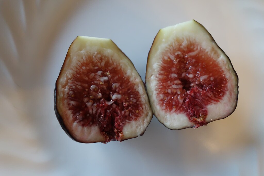 I got 2 figs for the season for 6 in-ground figs trees planted 5.2025 ...
